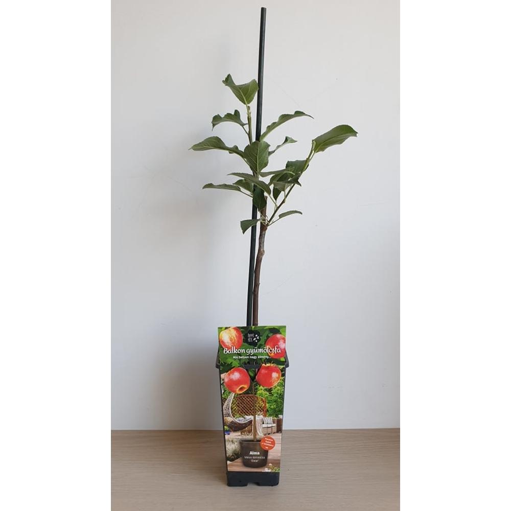 Balkon gyümölcsfa Mandulafa