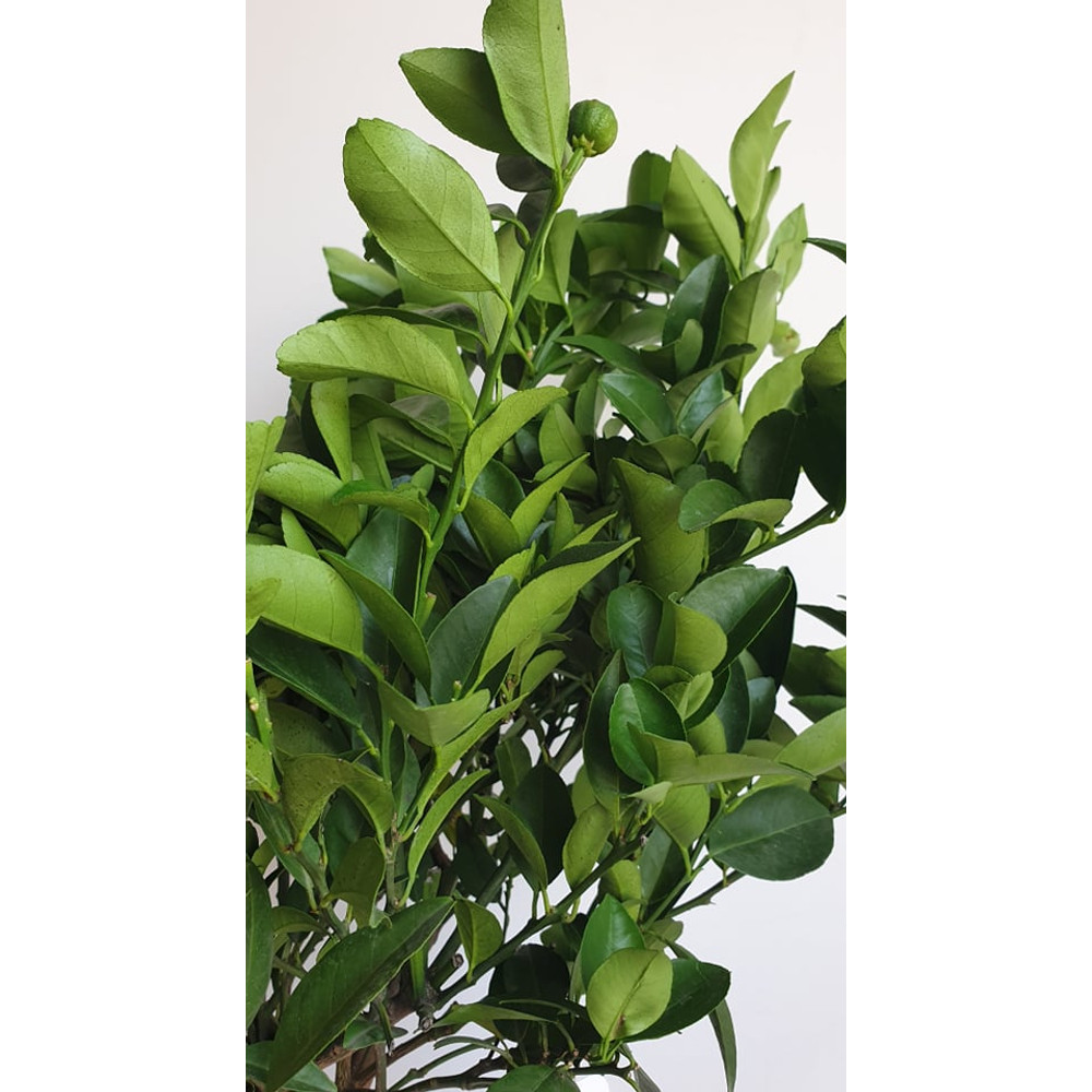 Citrus limetta pursha