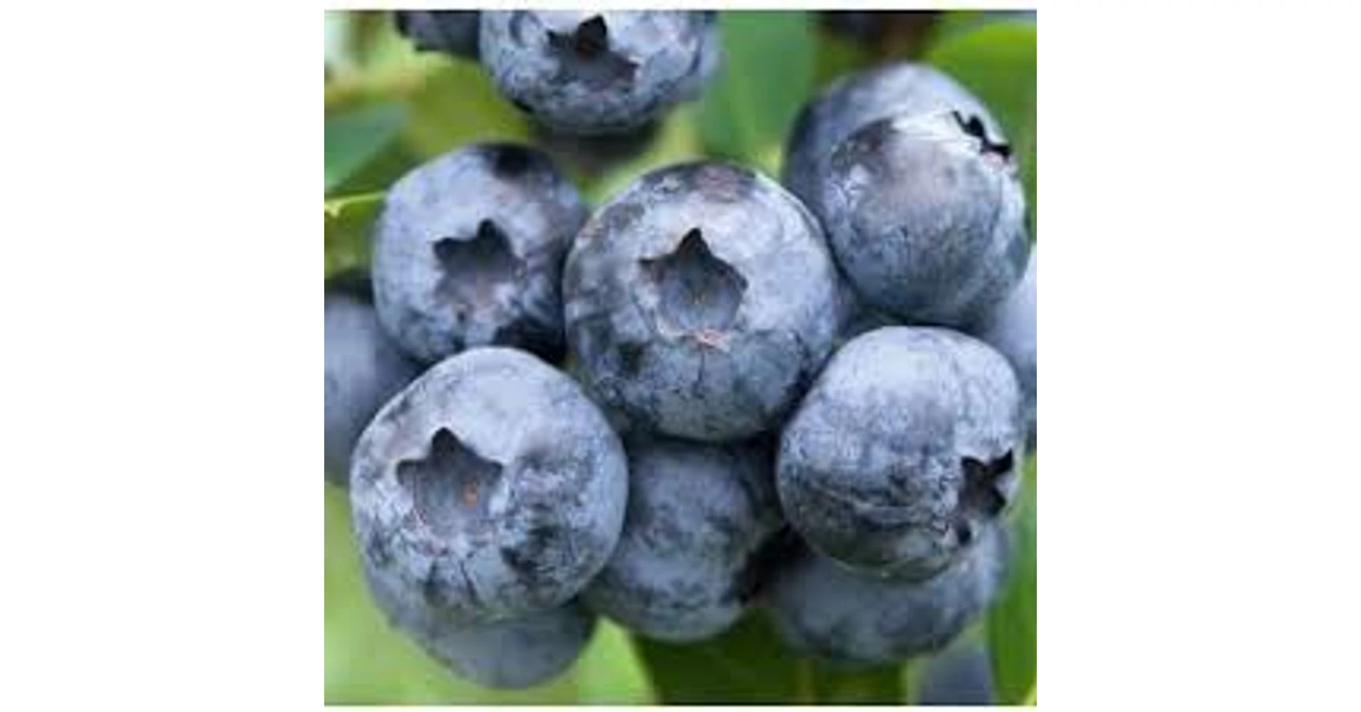 Vaccinium corymbosum 'Duke' - Kék áfonya