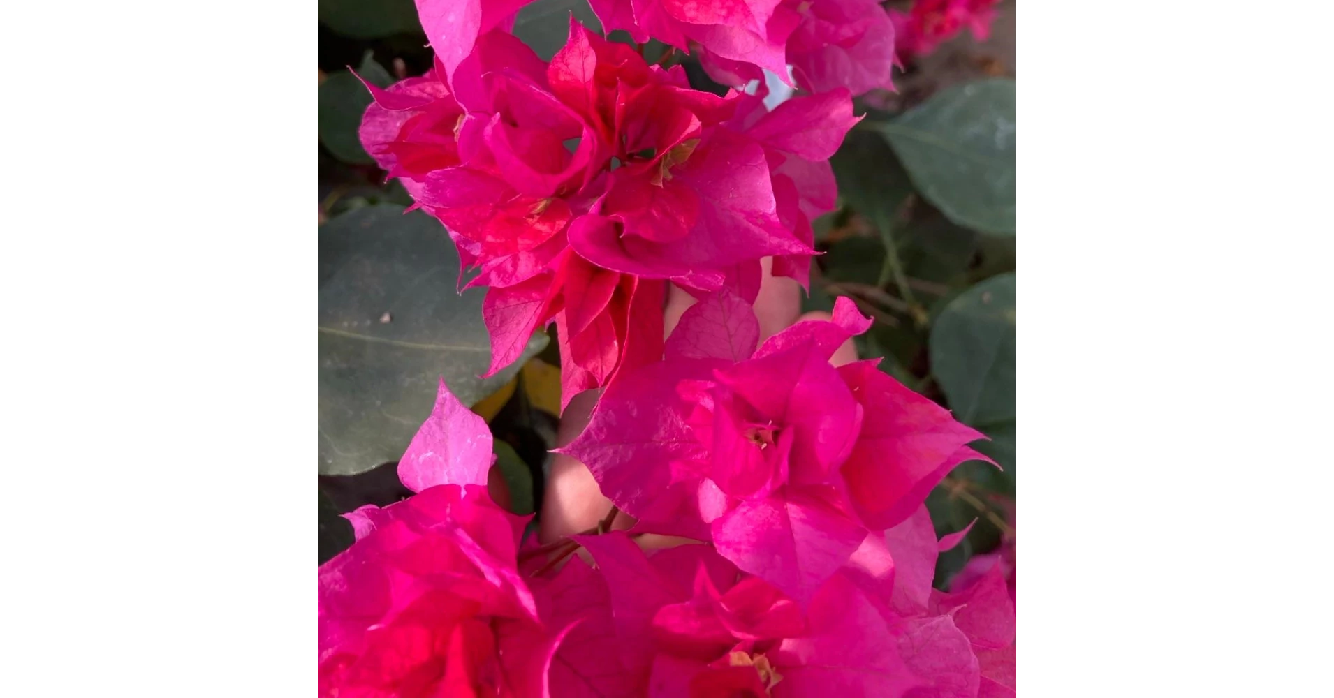 Bougainvillea Mahara Red murvafürt