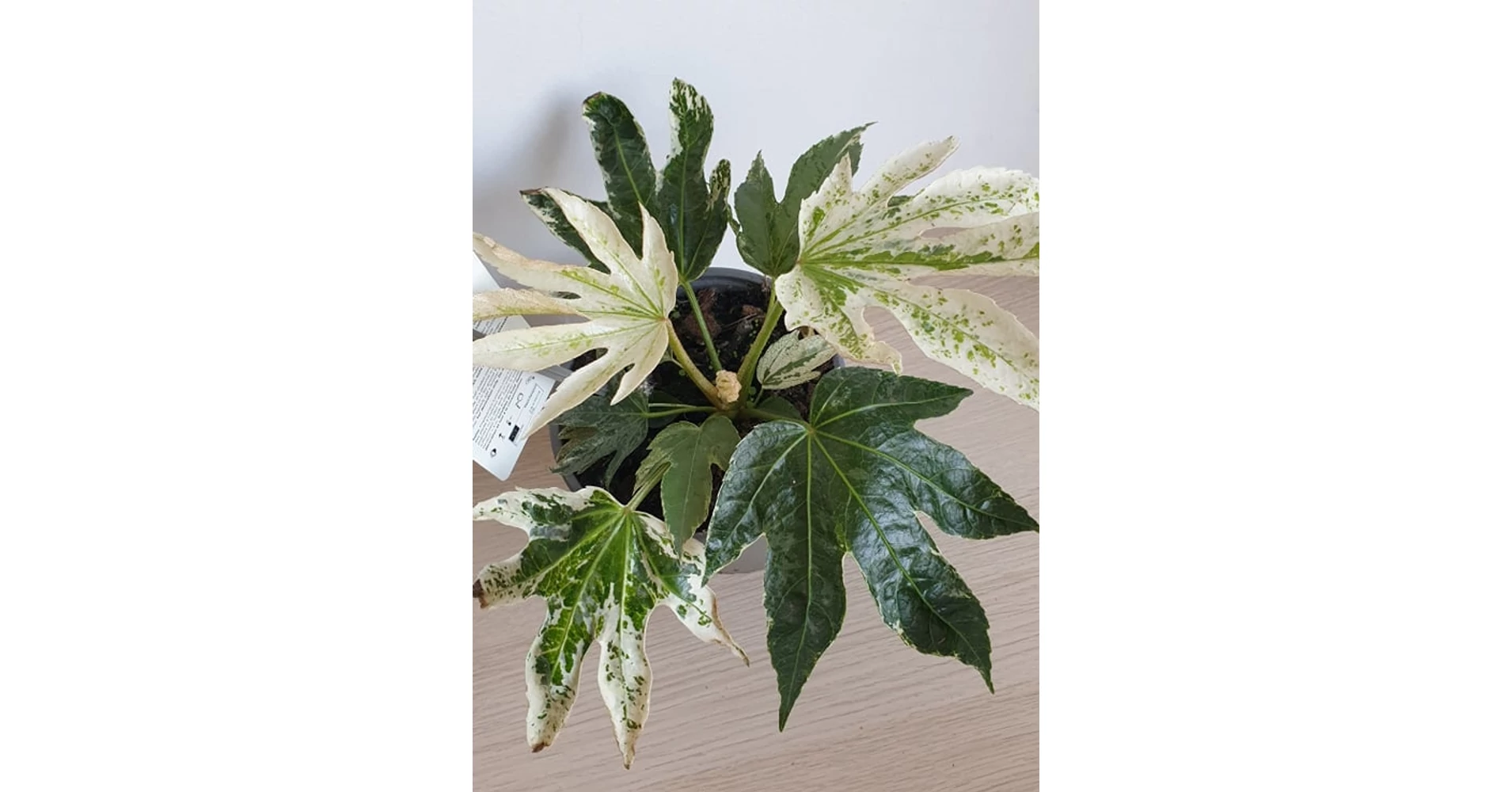 Fatsia Japonica Variegata Spidersweb
