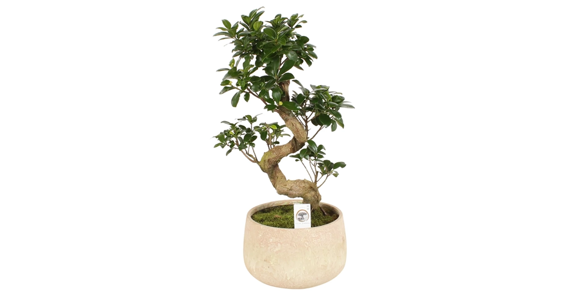 Fikusz bonsai - Ficus Microcarpa Ginseng