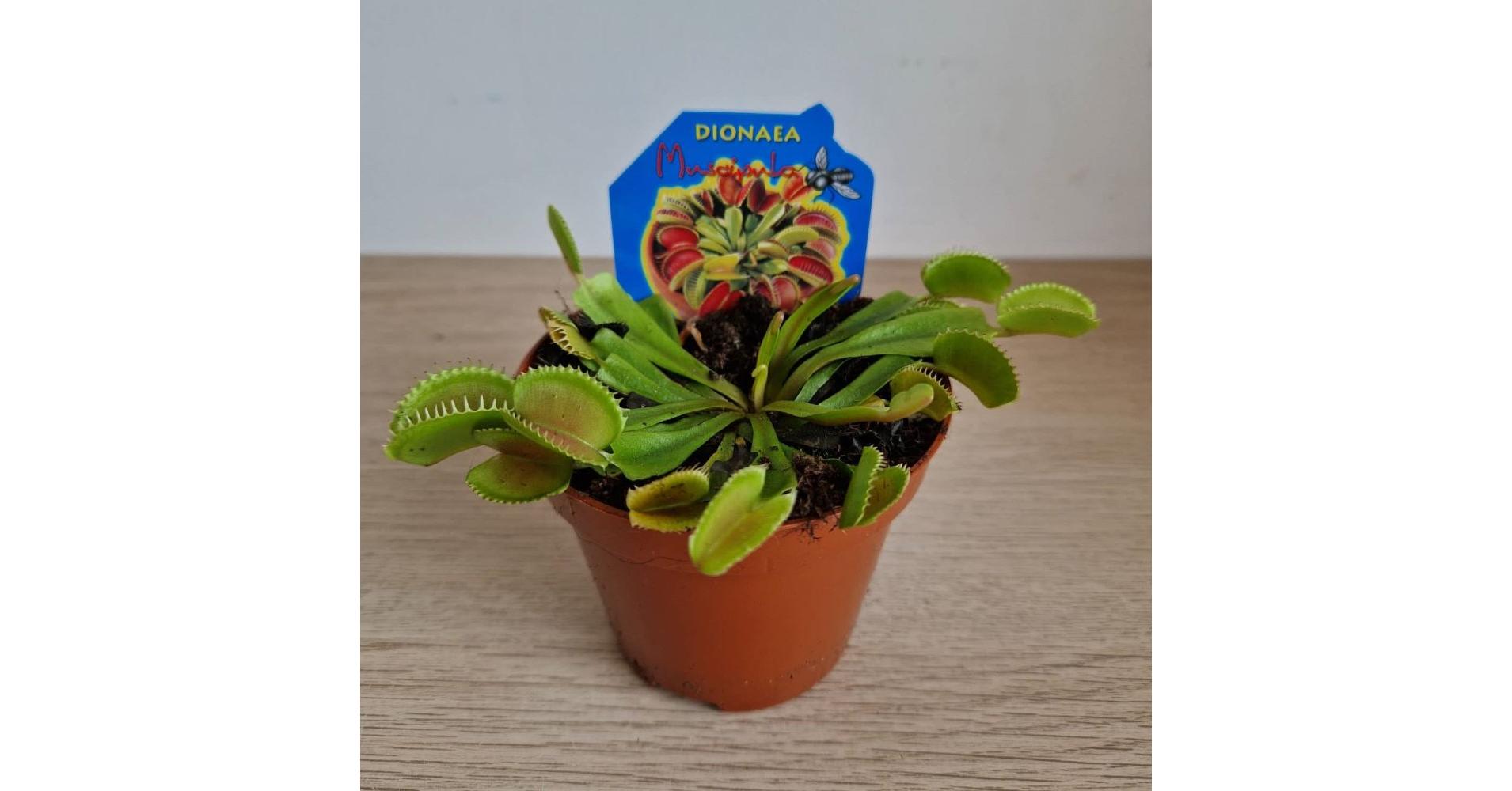 Vénusz légycsapója - Dionaea muscipula