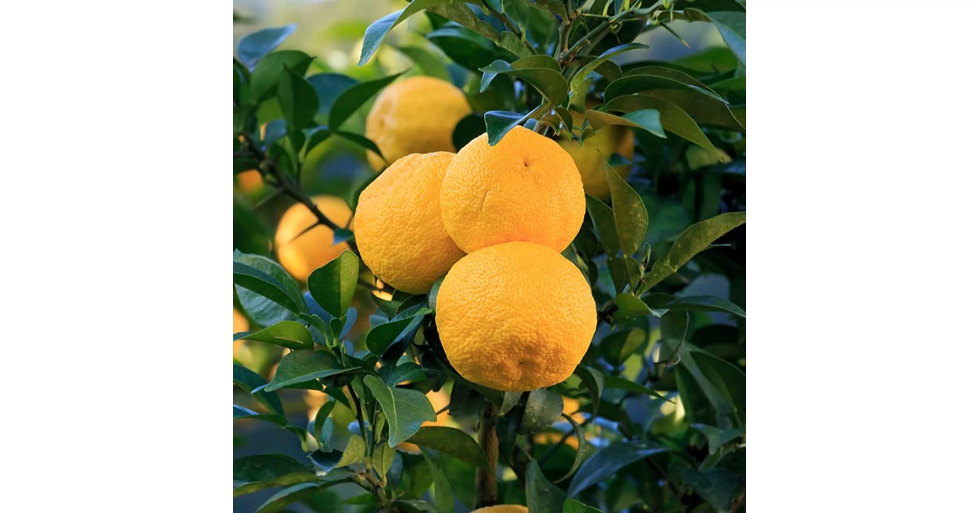 Juzu citromfa (yuzu)