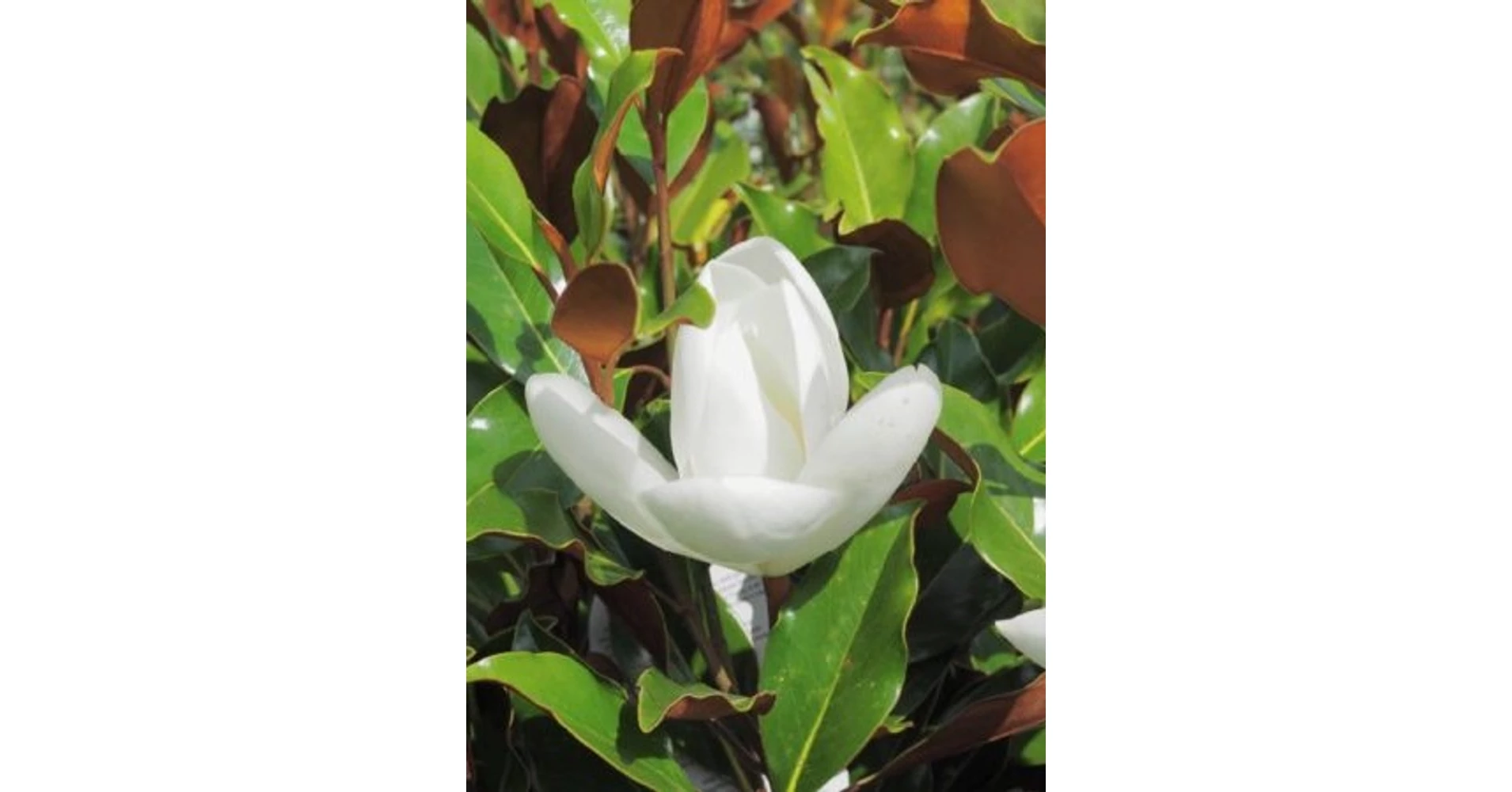 Magnolia Grandiflora Little Gem - Örökzöld magnólia
