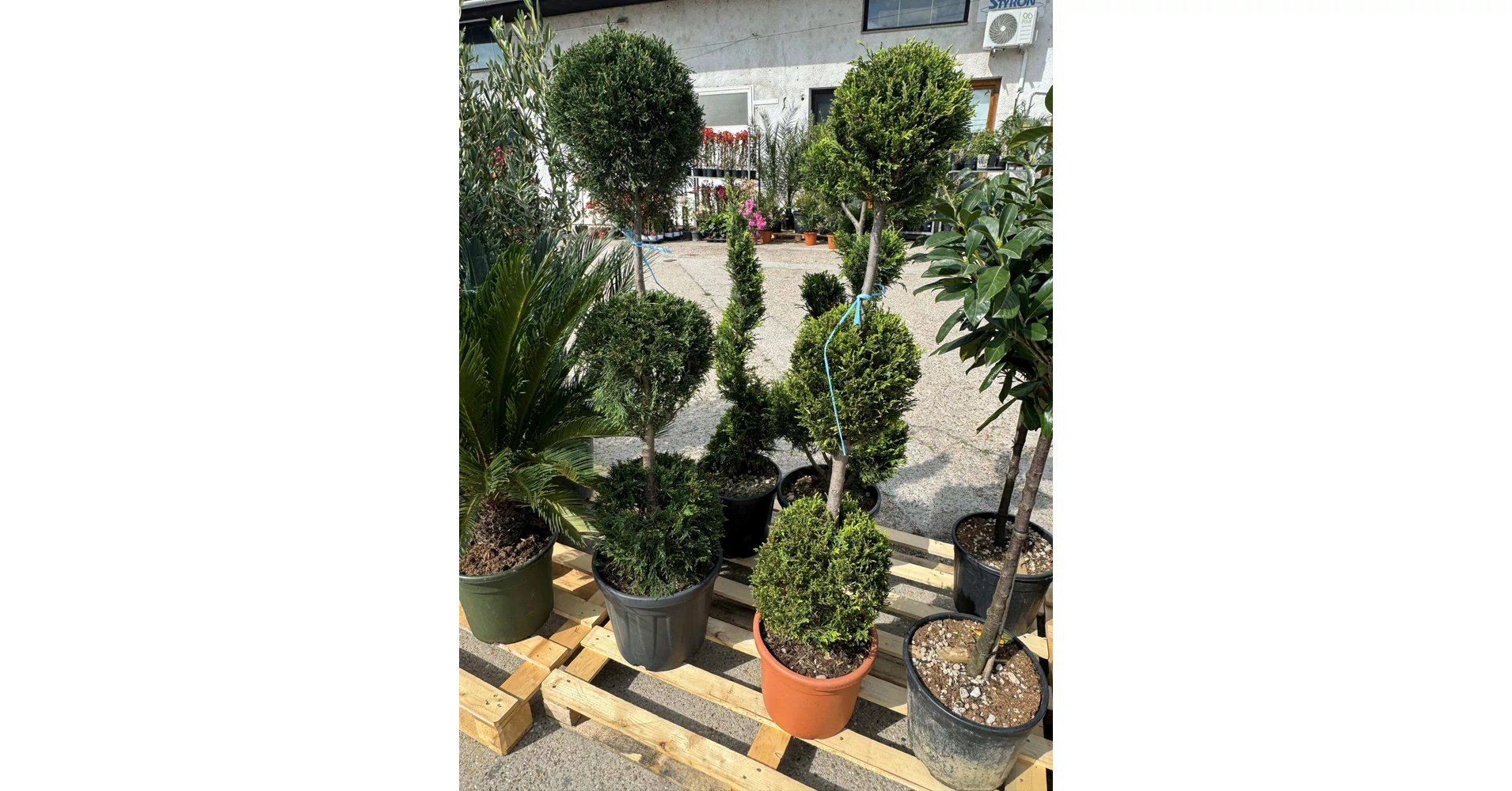 Smaragd tuja formára vágott