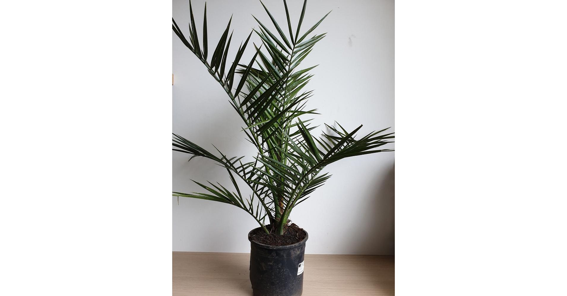 Datolyapálma - Phoenix canariensis Kanári datolyapálma Főnixpálma