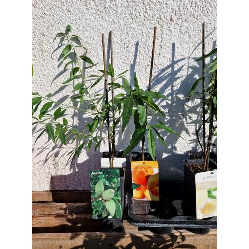 Balkon gyümölcsfa Mandulafa